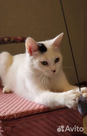 Молодой позитивный котик