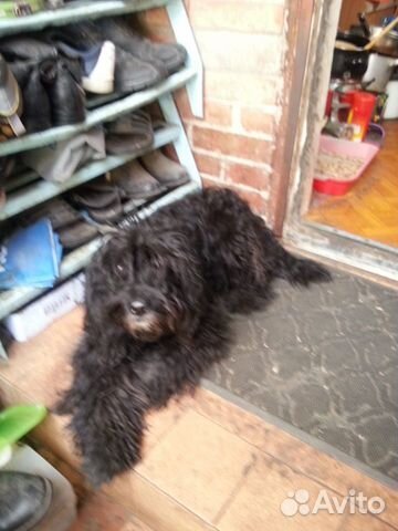 Собака Дизель