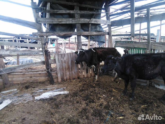 Коровы первый отел