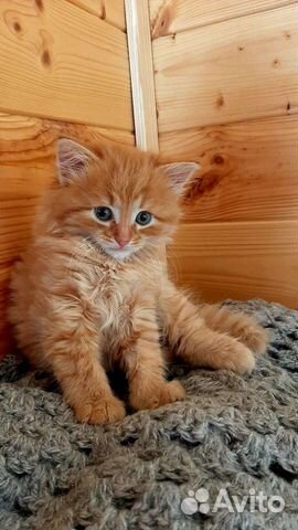 Рыжий котенок