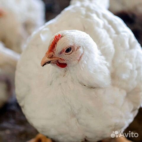 Цыплята бройлеры подрощенные