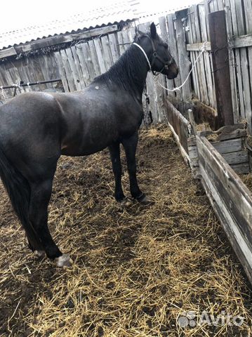 Лошадь и бык