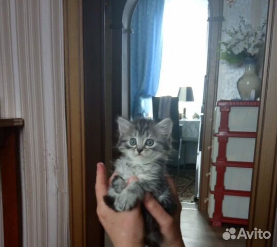 Котенок