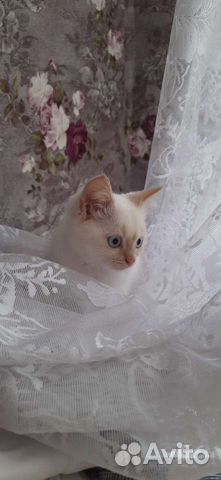 Тайский котенок