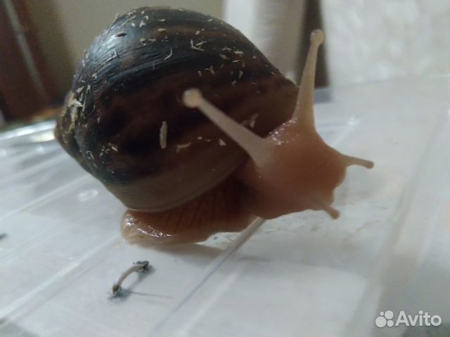 Улитенок Ахатина Иммакулята 1,5 месяца
