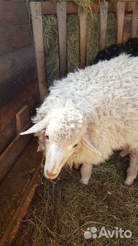Овцы бараны ягнята
