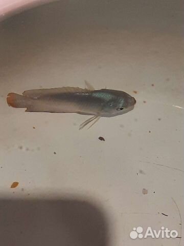 Аквариумные рыбки Лялиус бесплатно 2 шт