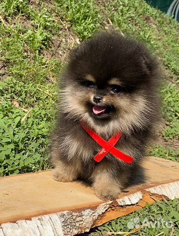 Мини mini померанец