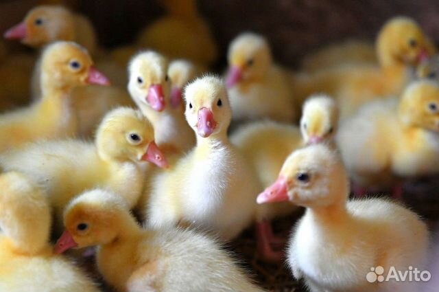 Гусята суточные