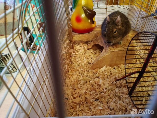 Белка дегу бесплатно