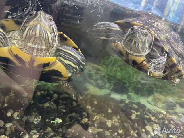 Красноухая черепаха