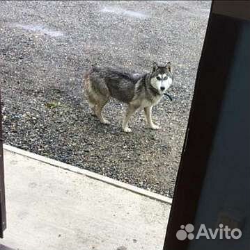 Сибирский хаски кобелек в добрые руки