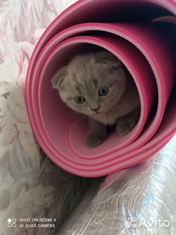 Британский вислоухий