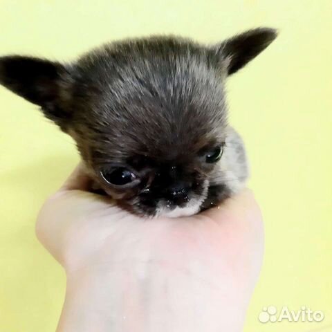 Чихуахуа голубой супермини мальчик