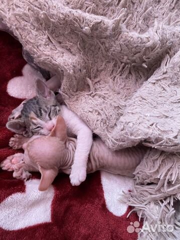 Котята сфинкс