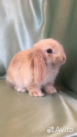 Карликовая вислоушка-кролик из питомника