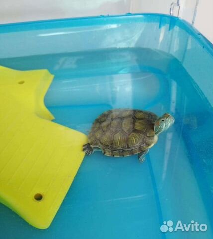 Красноухая черепаха с аквариумом