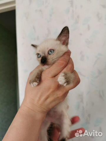 Котёнкок сноу шу девочка