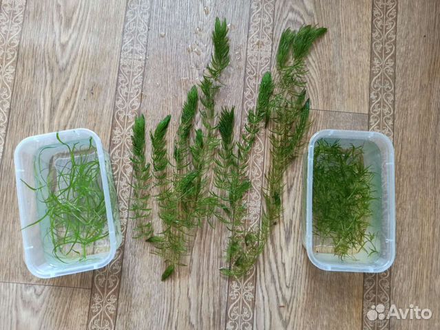 Аквариумные растения