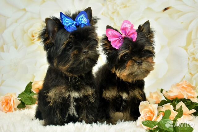 Щенки цветного йорка, нежность и очарование