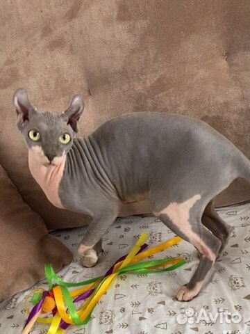 Шикарная девочка эльф