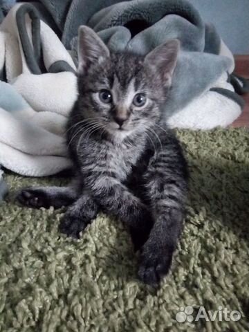 Котёнок