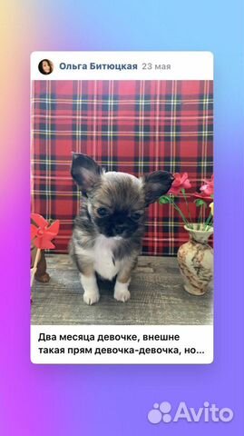Девочка чихуа, мини, длинник. Ну очень красивая