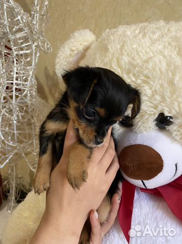 Йоркширский терьер