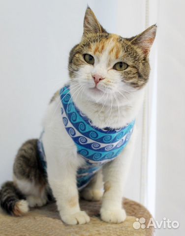 Кошка Злата ищет дом