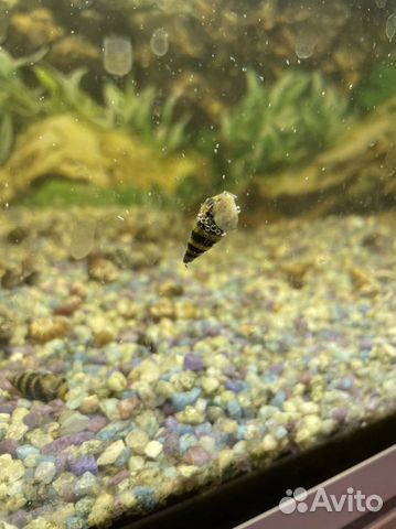 Улитки катушки