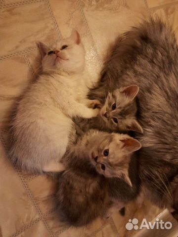 Кошка