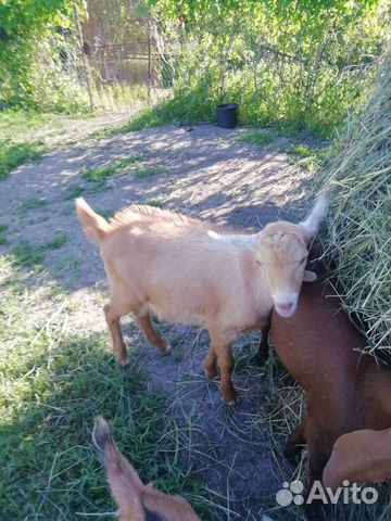 Козёл 1.5 года. Две козочки 2 мес. Козлик 2 мес ма