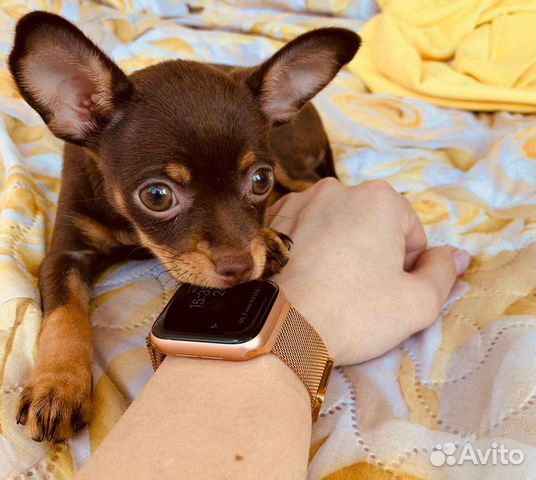 Ждет переезда в новую семью,маленькая шоколадка,по