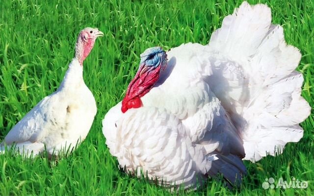 Индюшата суточные Биг-6