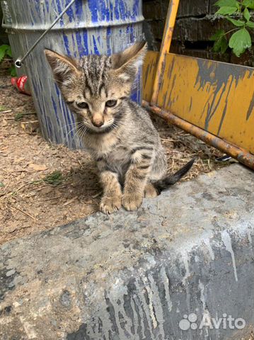 Котенок-горошина