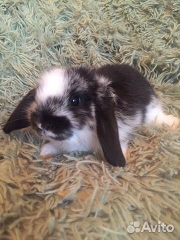 Карликовые вислоухие домашние крольчата.1.5 мес