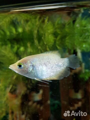 Гурами альбинос