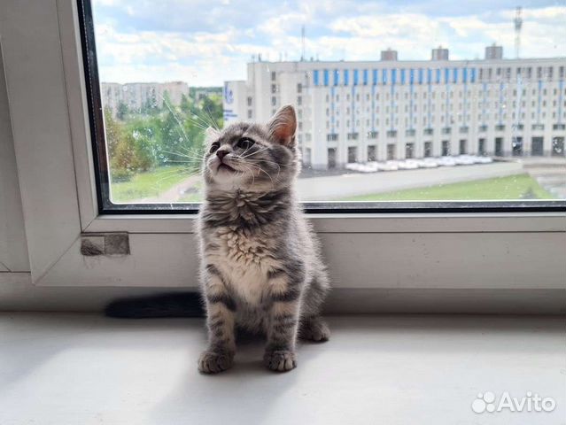 Шустрая британка