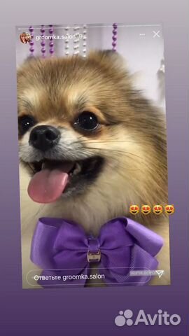 Померанский шпиц