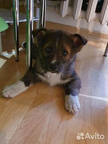 Щенок (смесь)