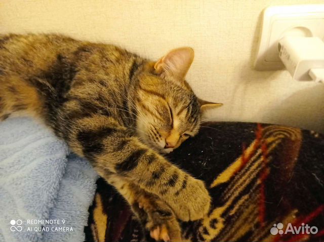 Кошечка для вязки