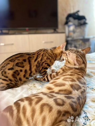Бенгальские котята