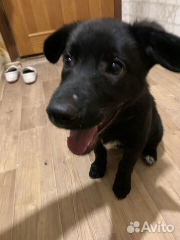 Щенки бесплатно