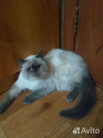 Британский кот