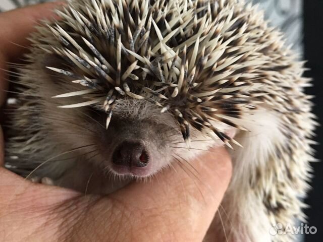 Карликовый африканский ежик