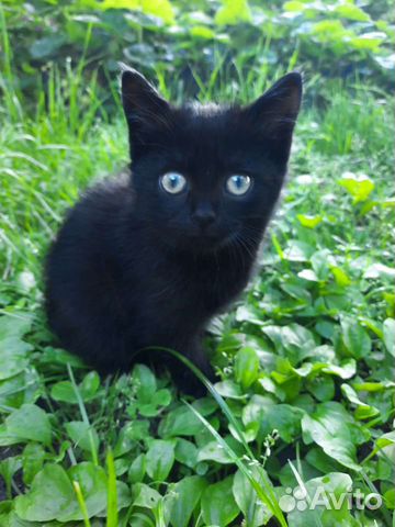Кот Амир