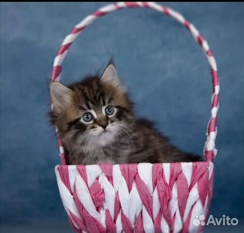 Сибирские котята Лесные Пушистики