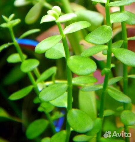 В дар аквариумные растения