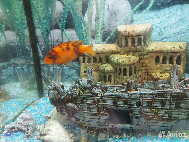 Цихлида взрослая 10 см