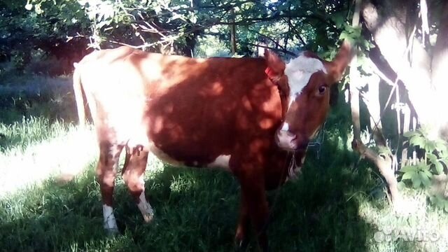 Корова дойная